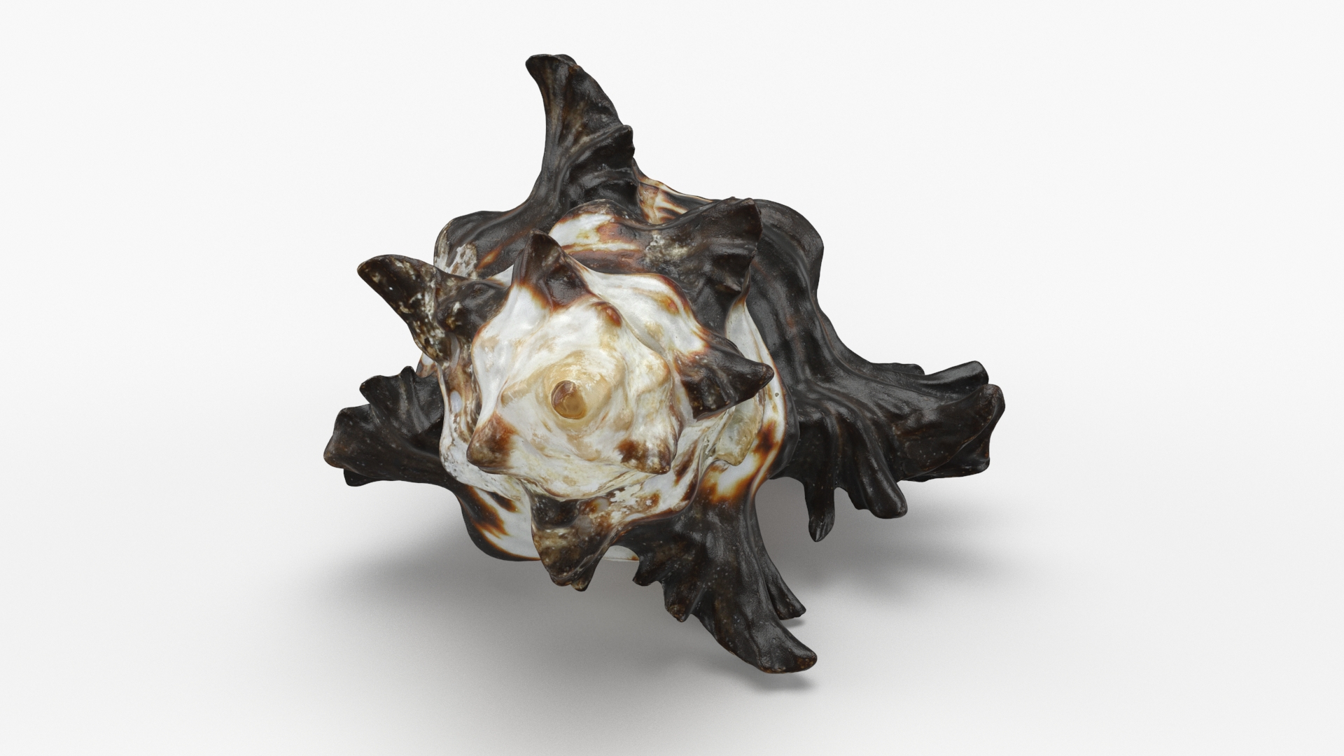 Sea Shell Collection 3D Model - TurboSquid 2076830