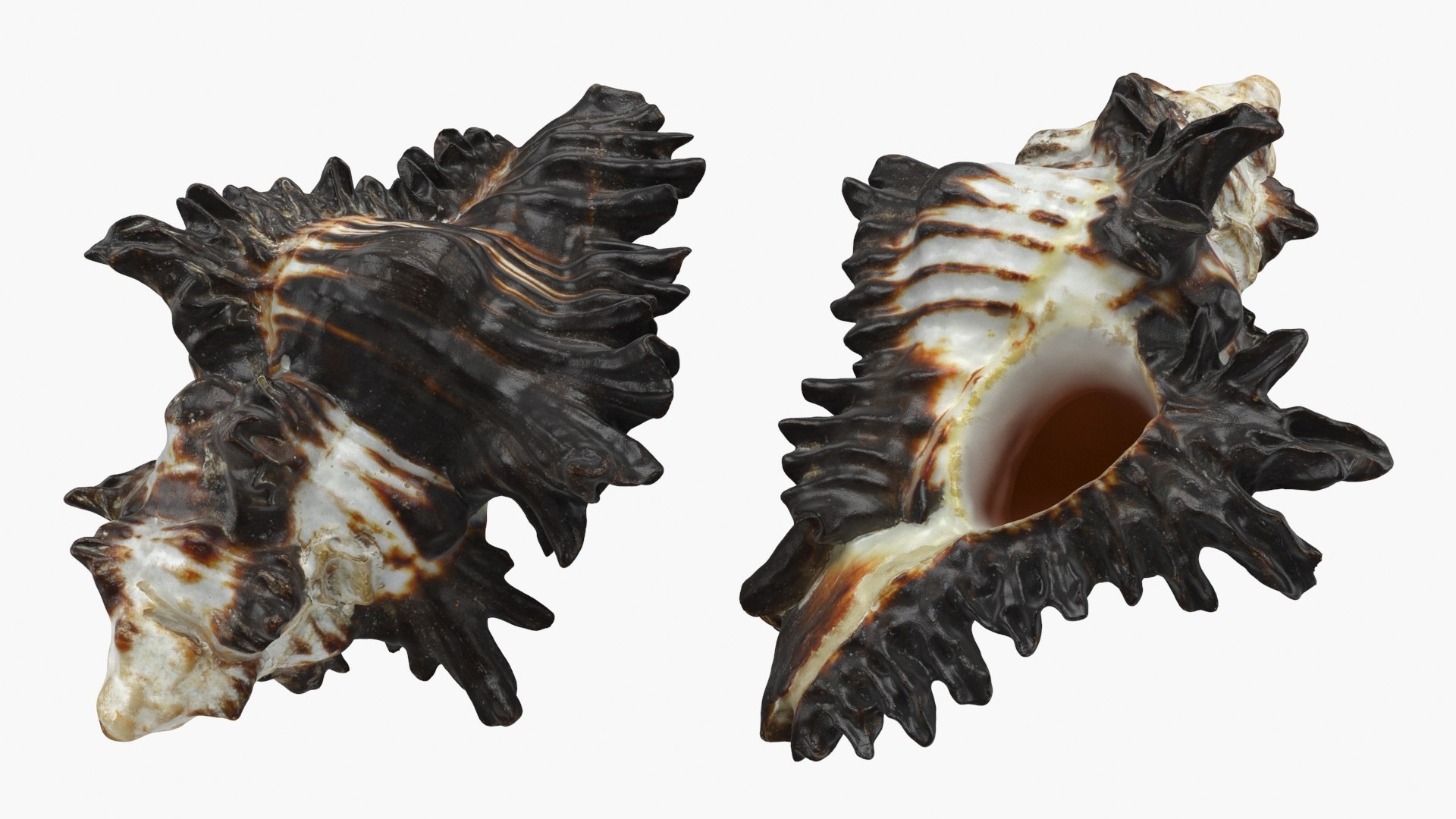 Sea Shell Collection 3D Model - TurboSquid 2076830
