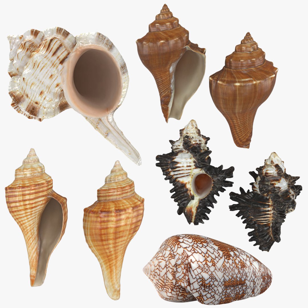 Sea Shell Collection 3D model - TurboSquid 2076830