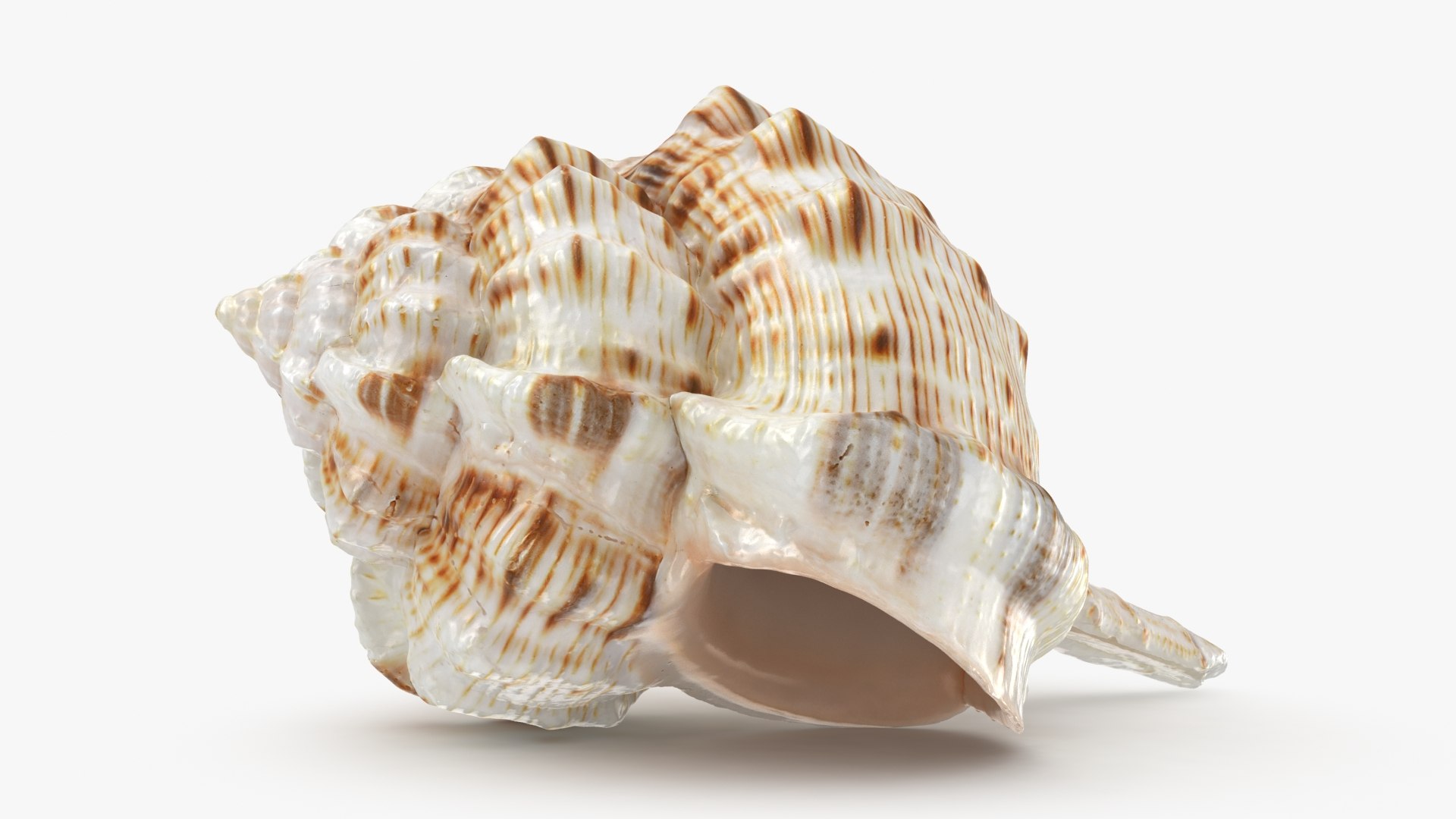 Sea Shell Collection 3D Model - TurboSquid 2076830