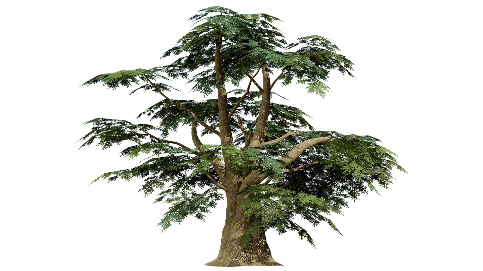 3D 3D Cedar Of Lebanon Tree Model - TurboSquid 2308222