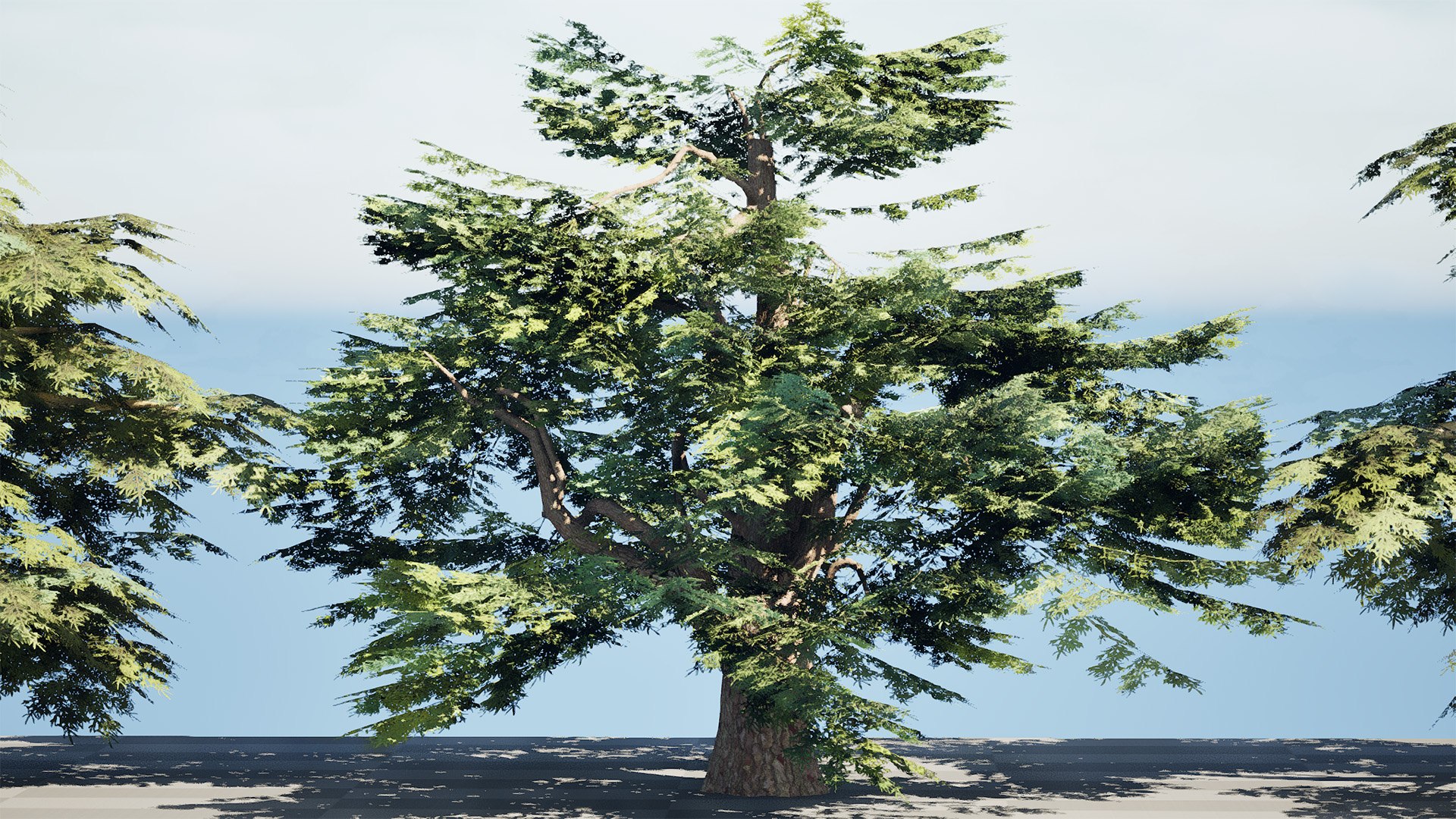 3D 3D Cedar Of Lebanon Tree Model - TurboSquid 2308222