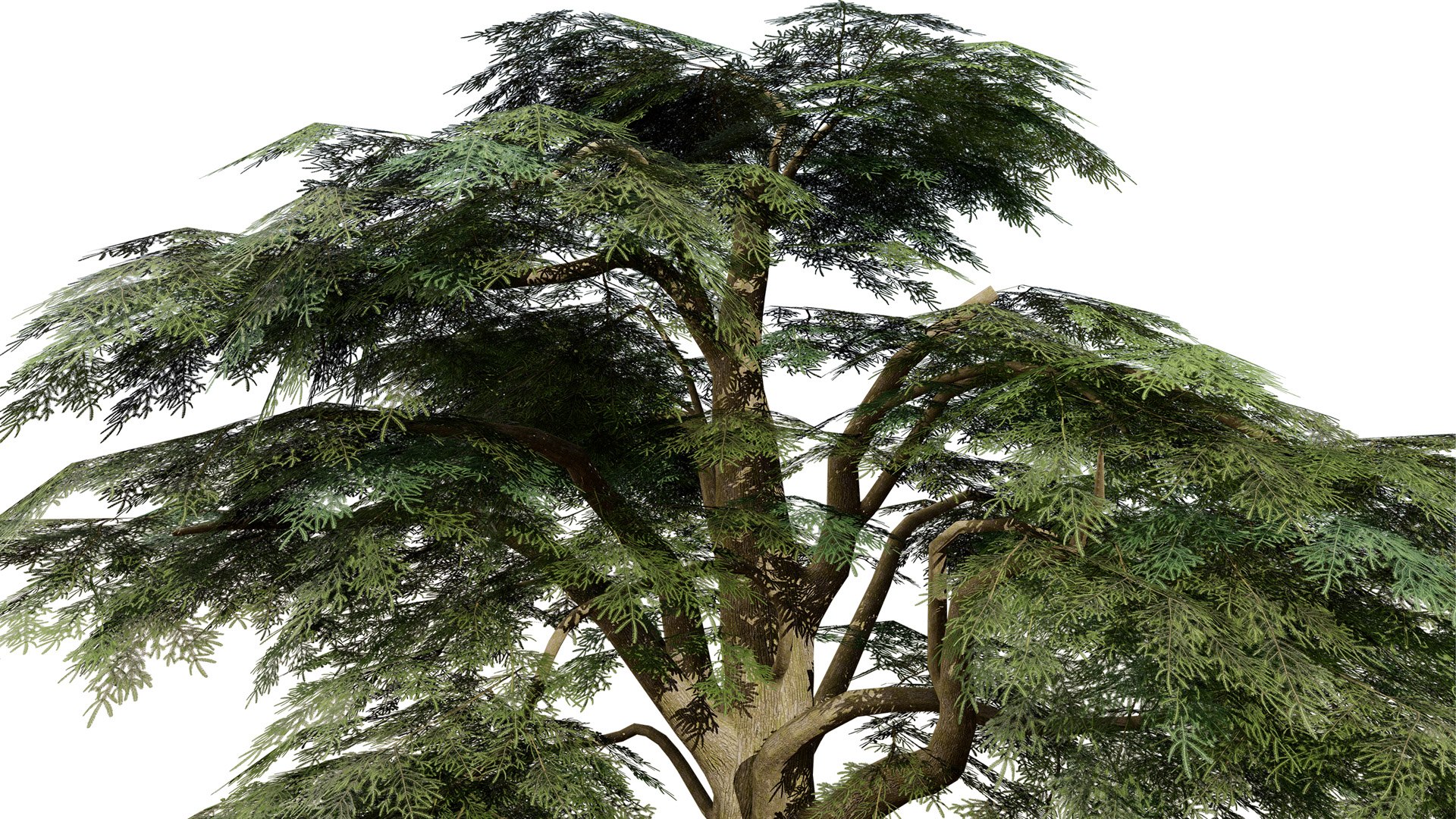 3D 3D Cedar Of Lebanon Tree Model - TurboSquid 2308222