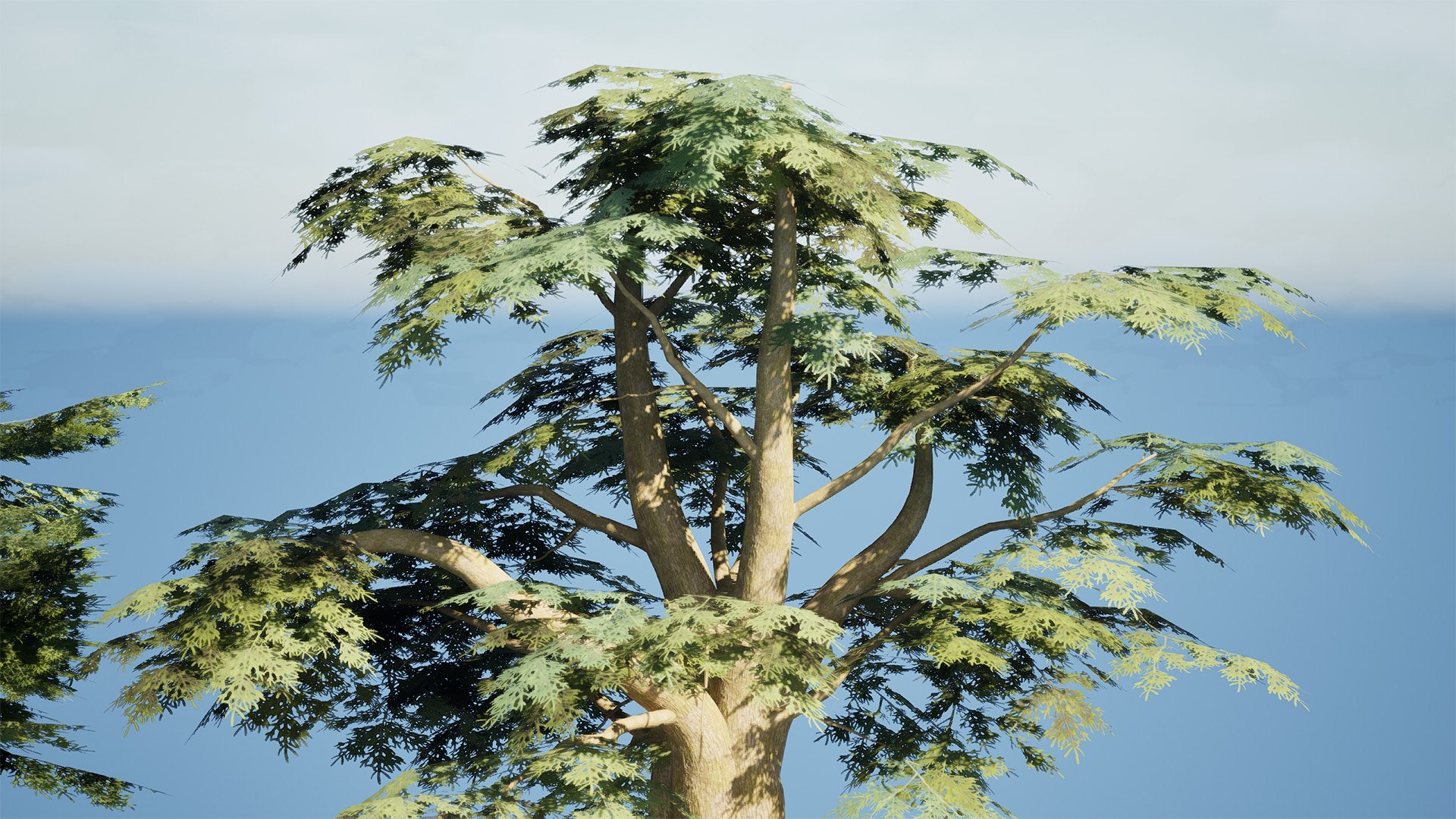 3D 3D Cedar Of Lebanon Tree Model - TurboSquid 2308222