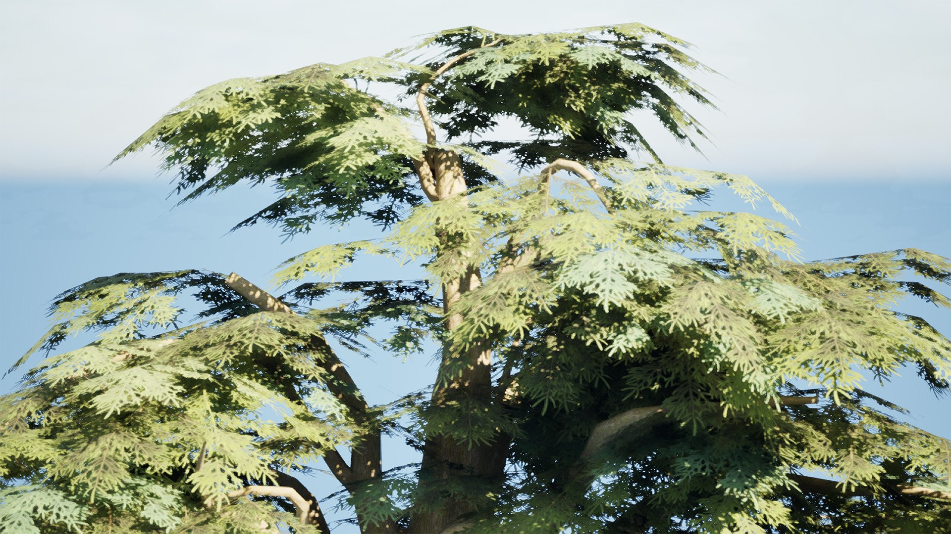3D 3D Cedar Of Lebanon Tree Model - TurboSquid 2308222