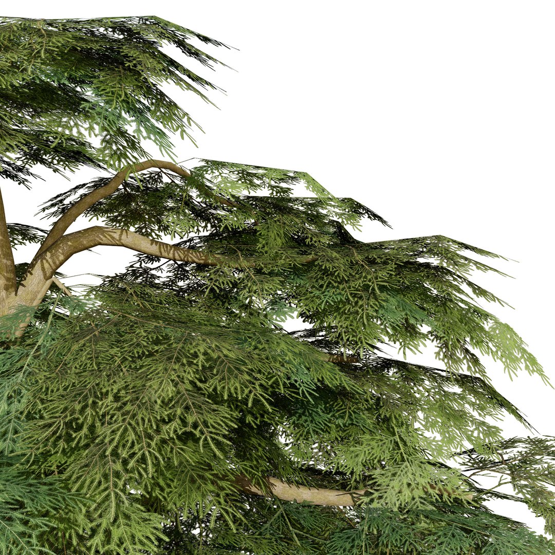 3D 3D Cedar Of Lebanon Tree Model - TurboSquid 2308222