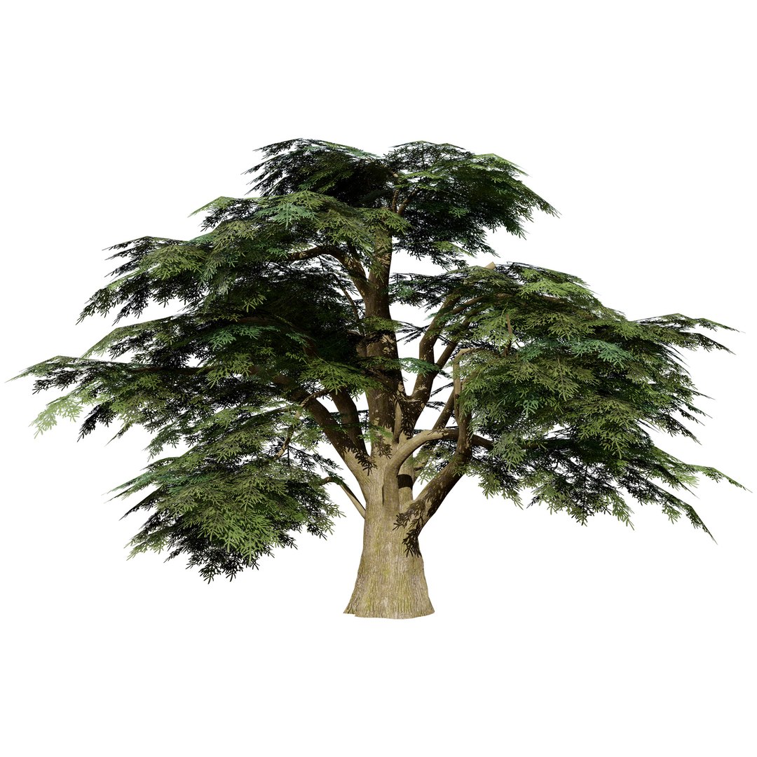 3D 3D Cedar Of Lebanon Tree Model - TurboSquid 2308222