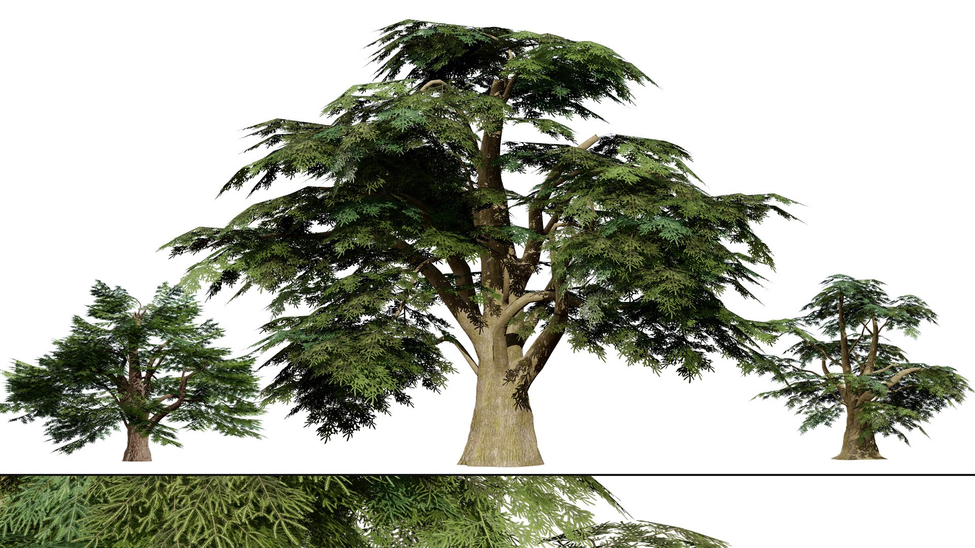 3D 3D Cedar Of Lebanon Tree Model - TurboSquid 2308222