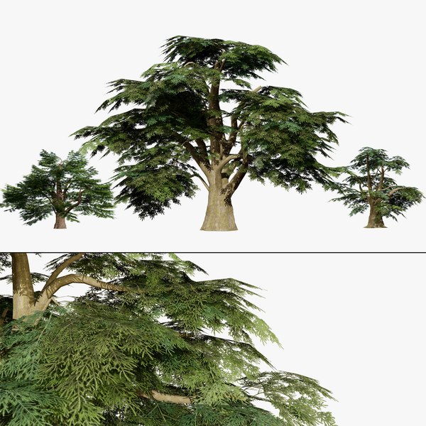 modelo 3d Modelo de árbol de cedro del Líbano en 3D - TurboSquid 2308222