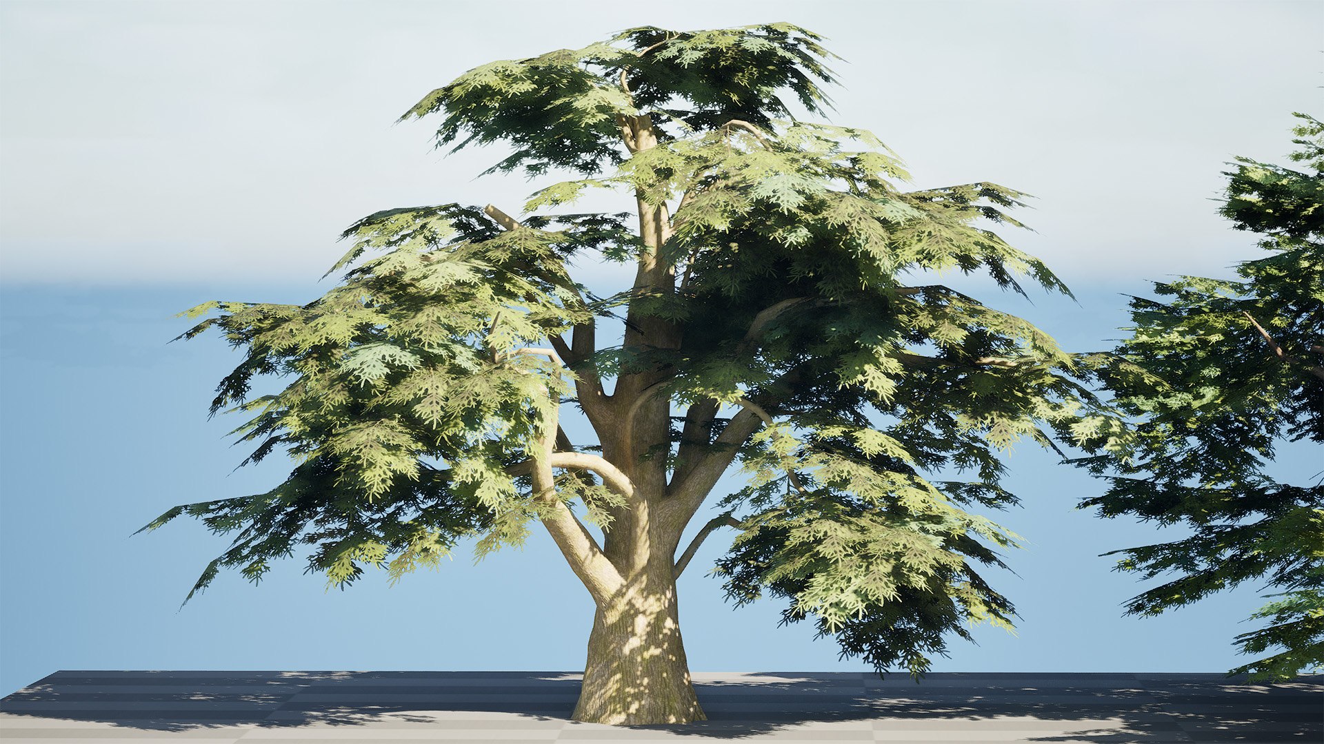 3D 3D Cedar Of Lebanon Tree Model - TurboSquid 2308222