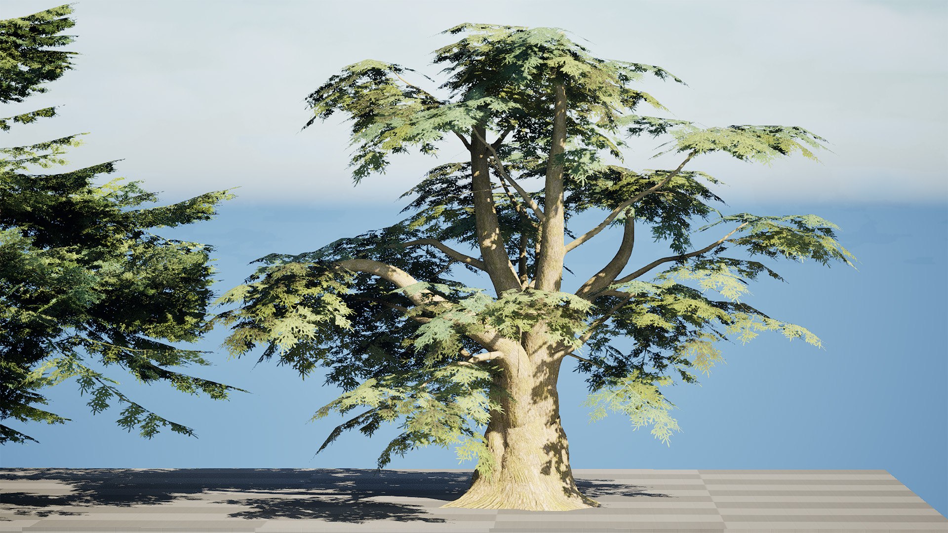 3D 3D Cedar Of Lebanon Tree Model - TurboSquid 2308222