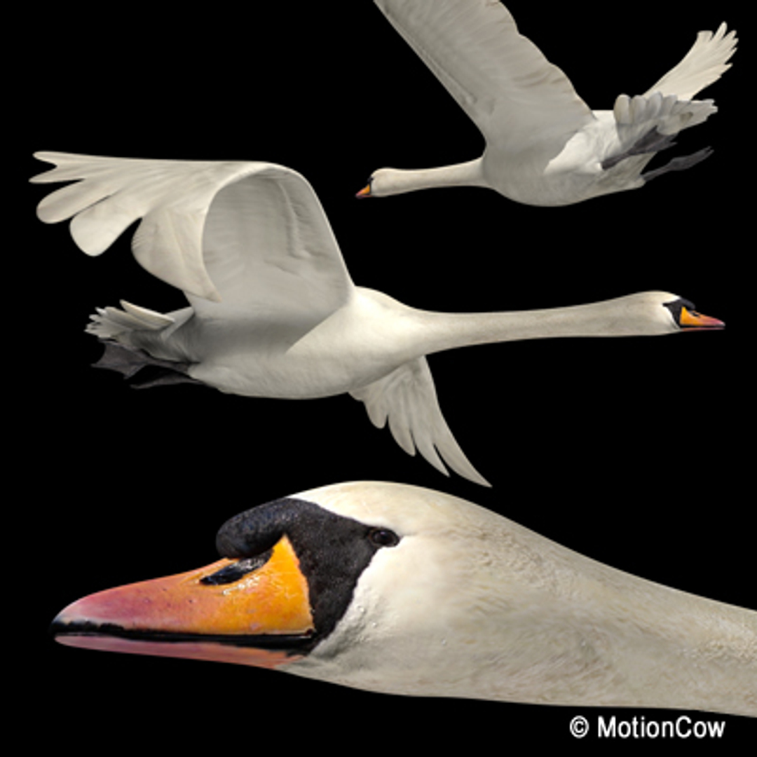 flying swan 3d model