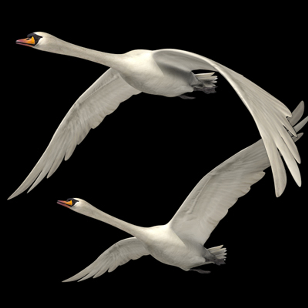 flying swan 3d model