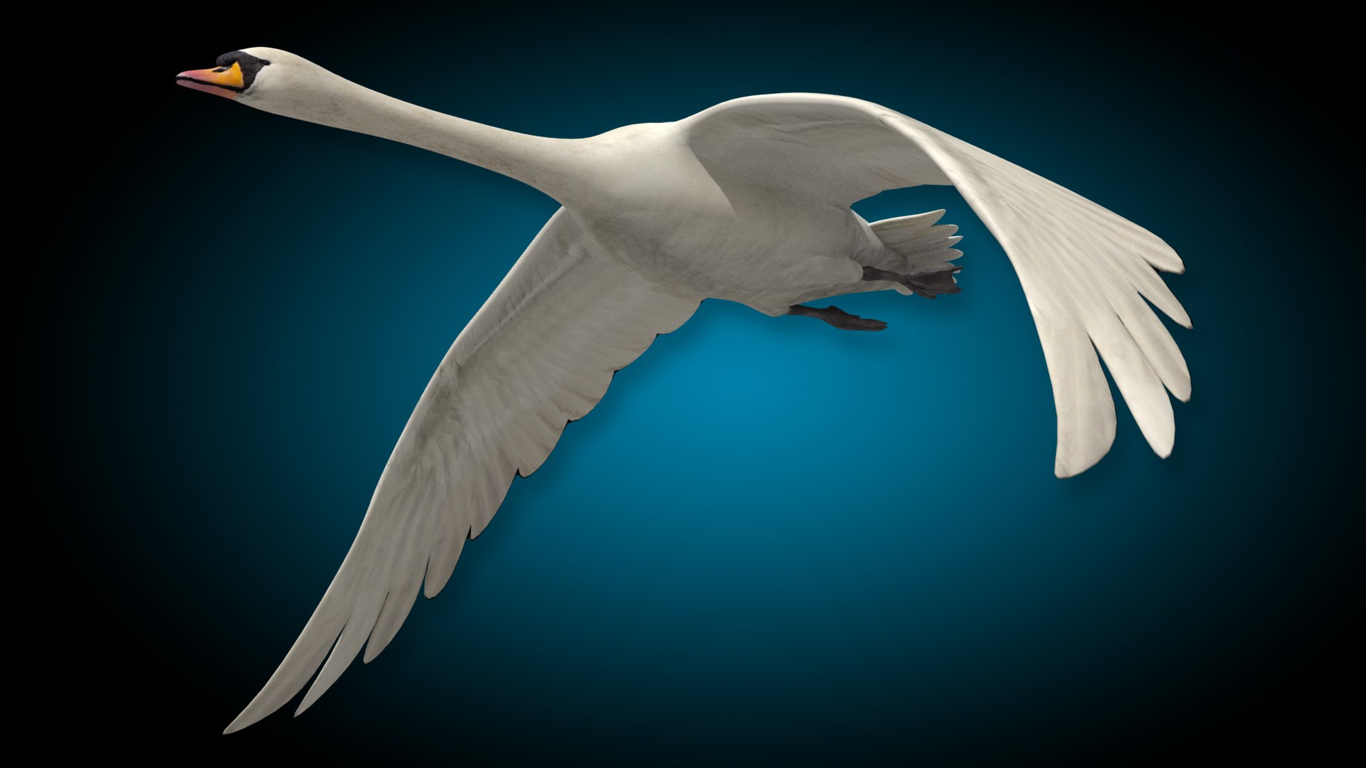 Flying Swan 3d Model