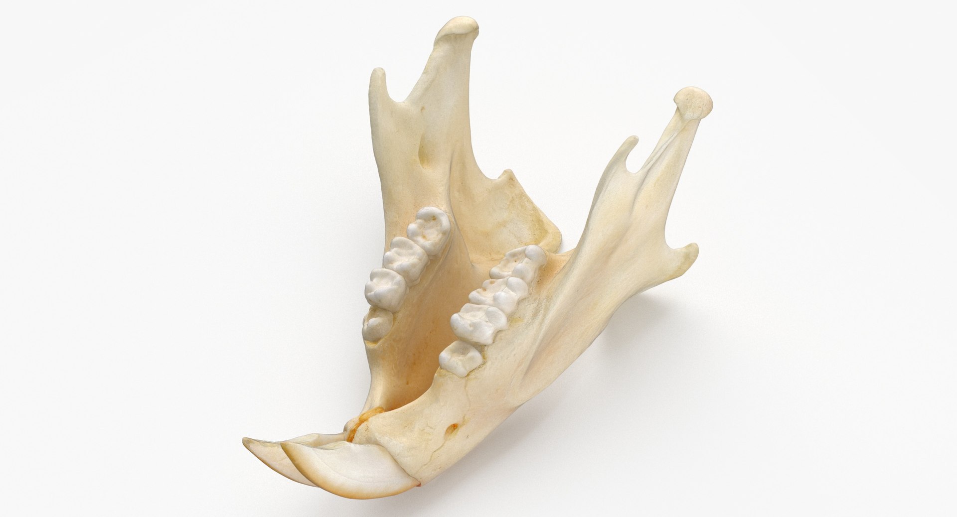 Eurasian Red Squirrel Jaw 01 3D model - TurboSquid 2134469
