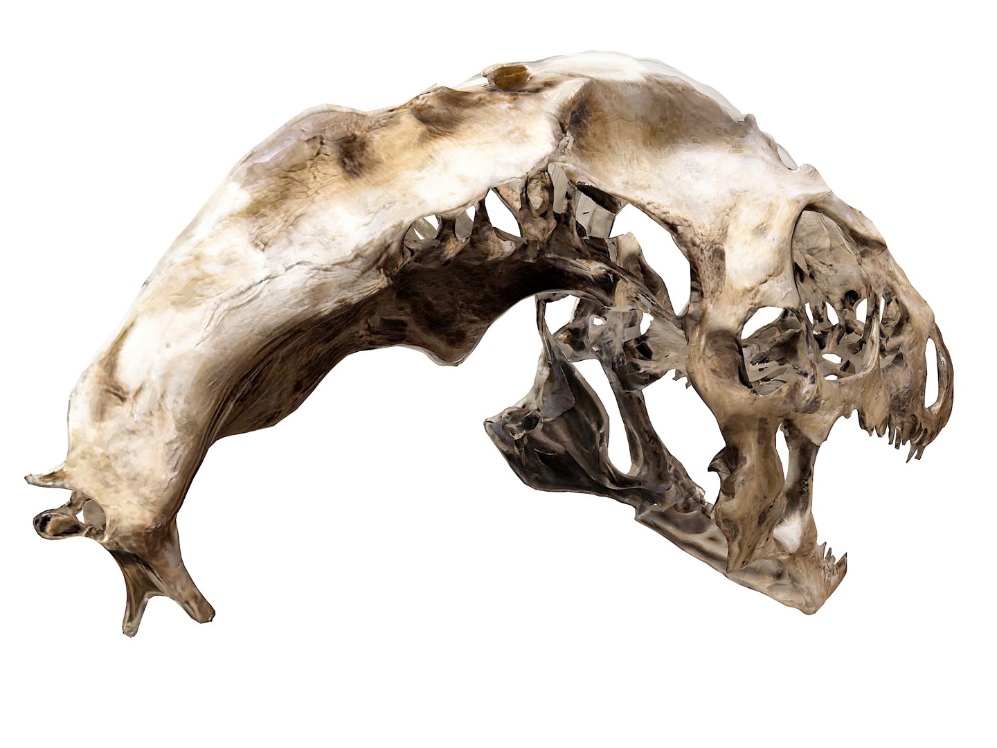 Prehistoric Bones Pack Model - TurboSquid 2296988