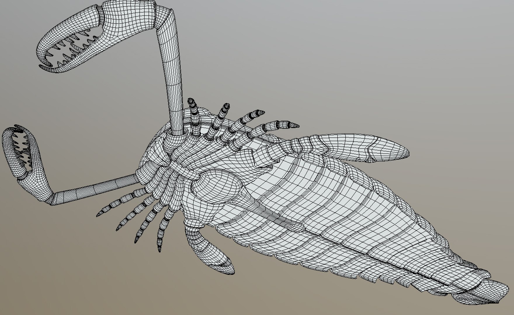 Pterygotus 3D Model - TurboSquid 1363061