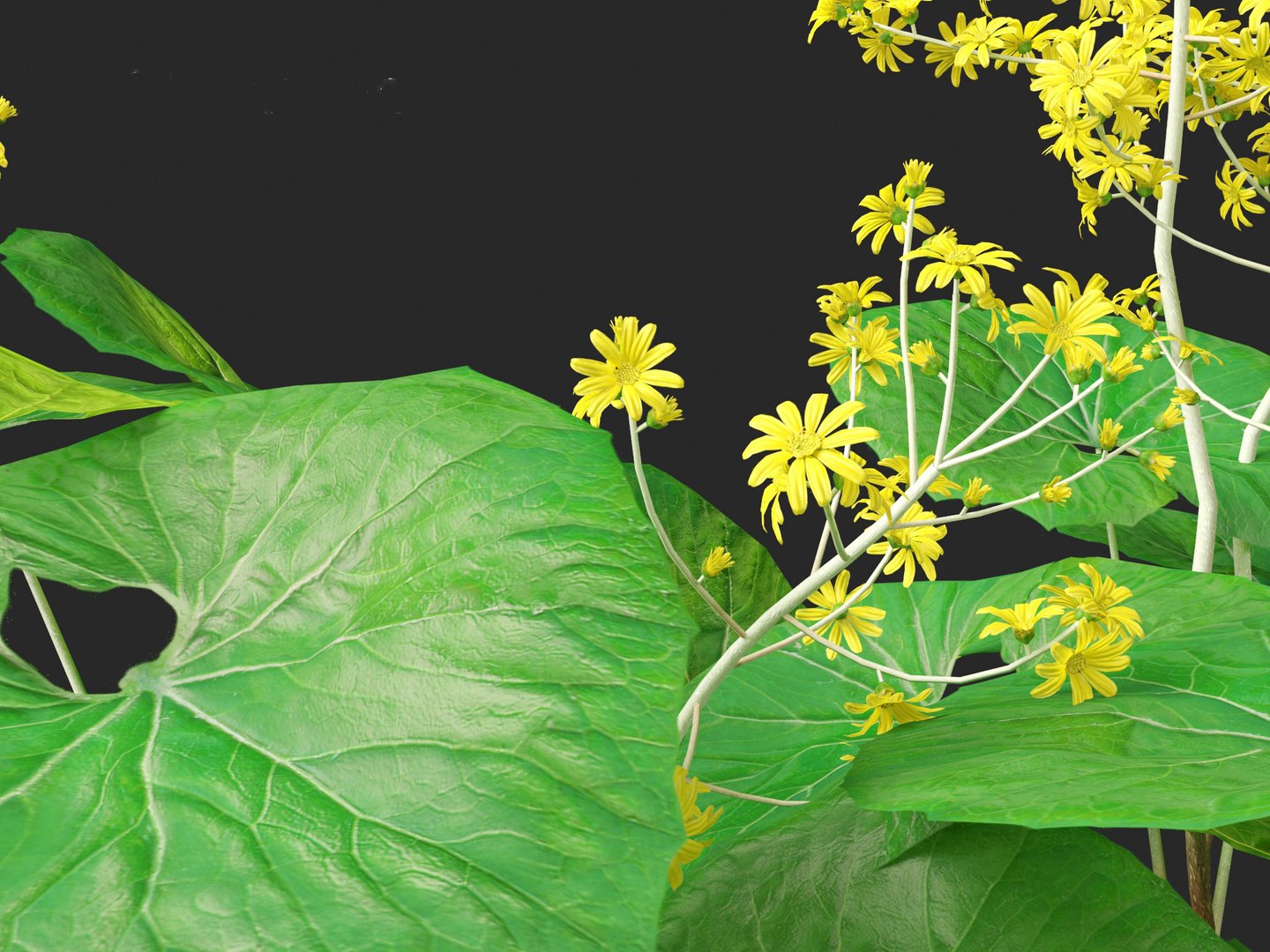 3D Ligularia tussilaginea Gigantea - Leopard plant - TurboSquid 2131895