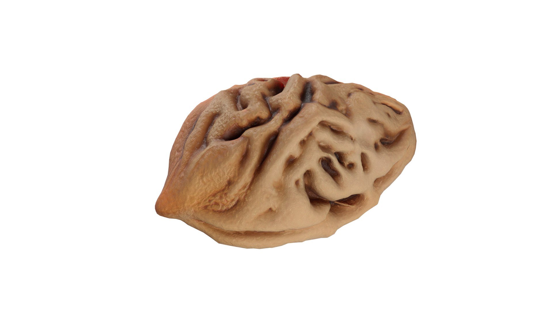 3D Seed Collection V2 Model - TurboSquid 2407640
