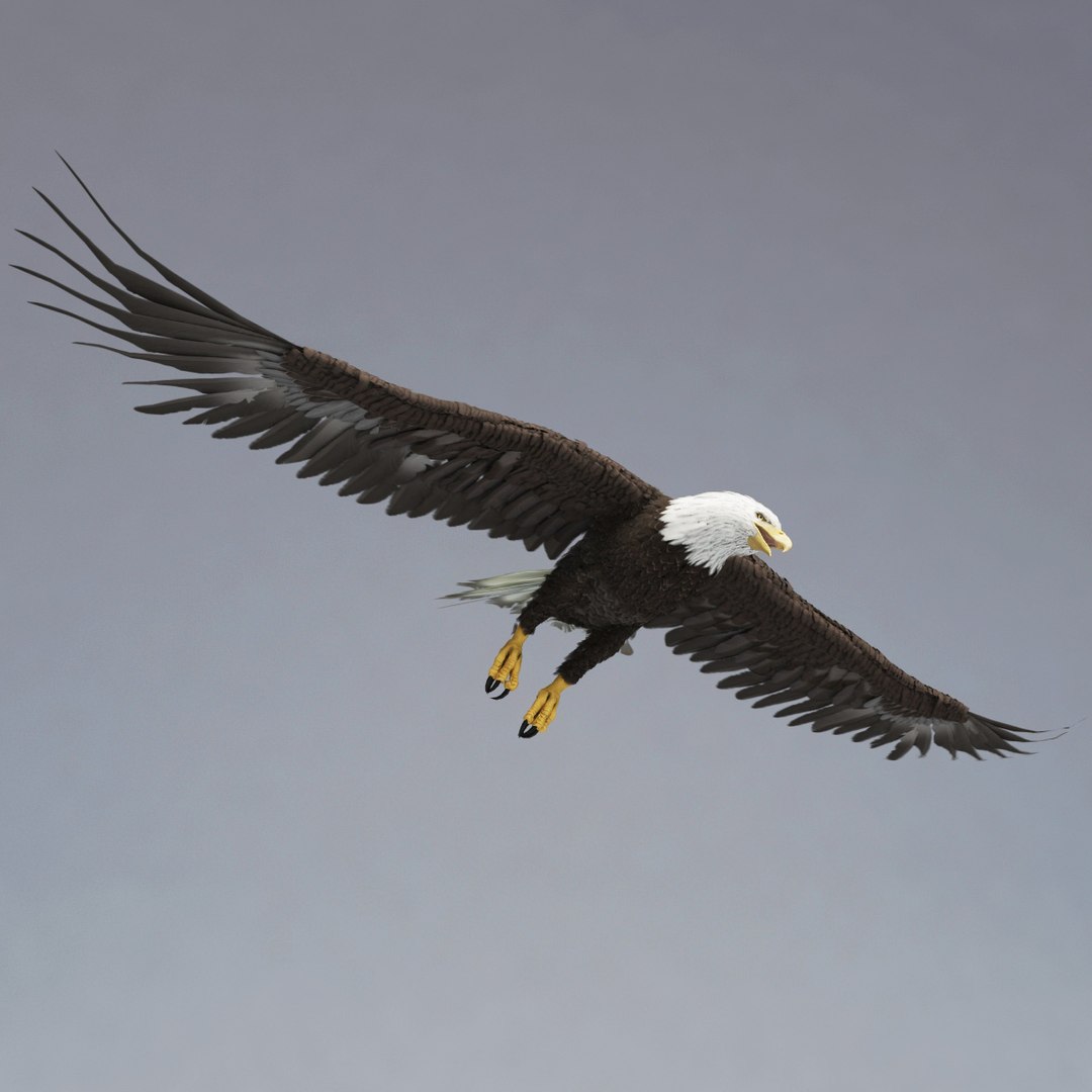 bald eagle rigged max