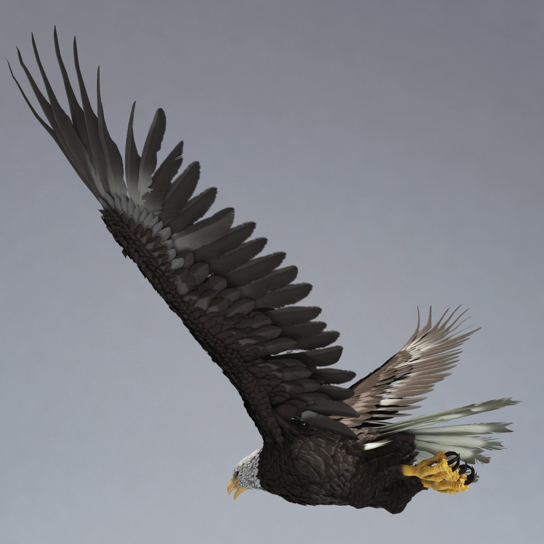 bald eagle rigged max