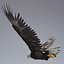 bald eagle rigged max