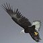 bald eagle rigged max