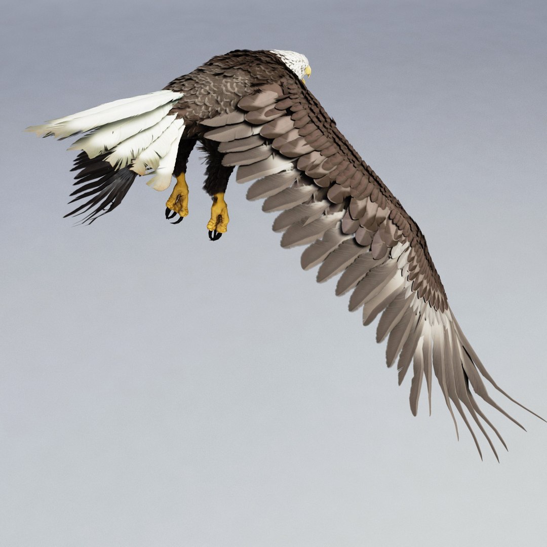 bald eagle rigged max