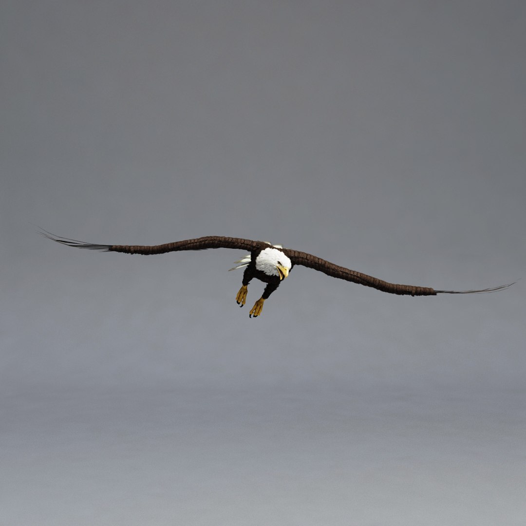 bald eagle rigged max