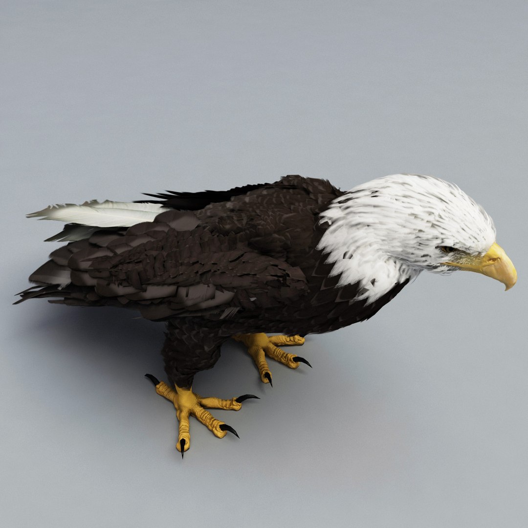 bald eagle rigged max
