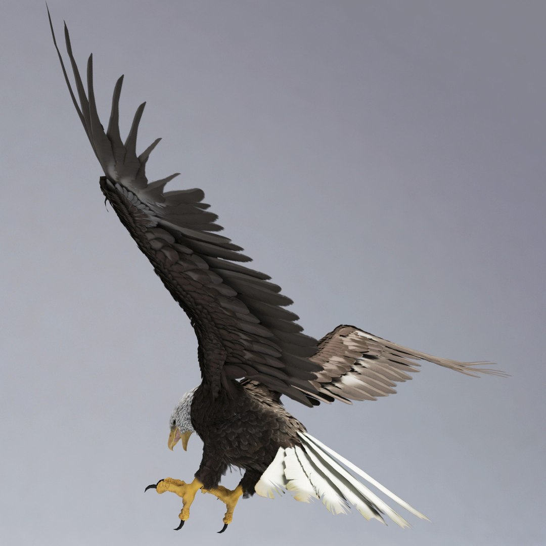 bald eagle rigged max