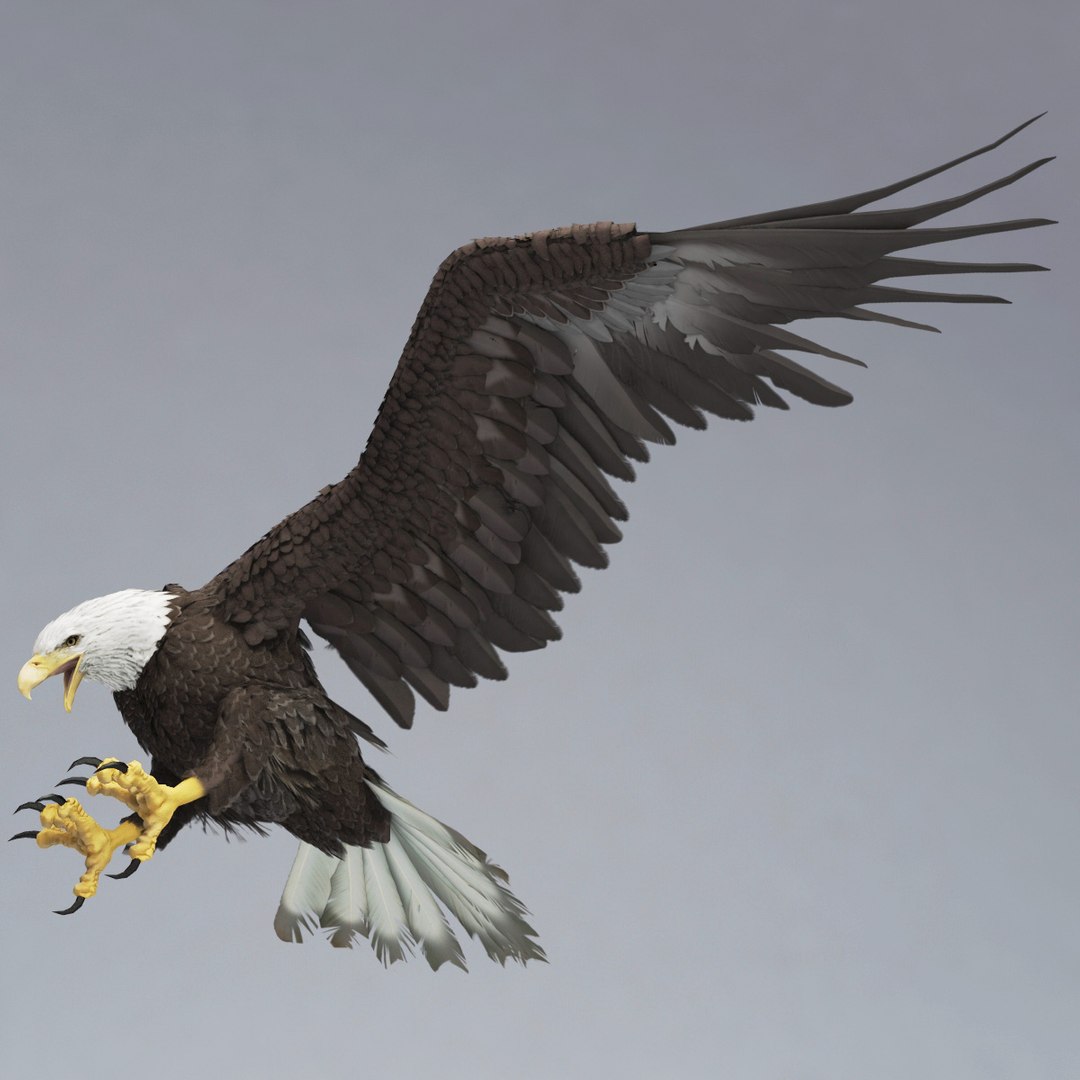 bald eagle rigged max
