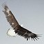 bald eagle rigged max