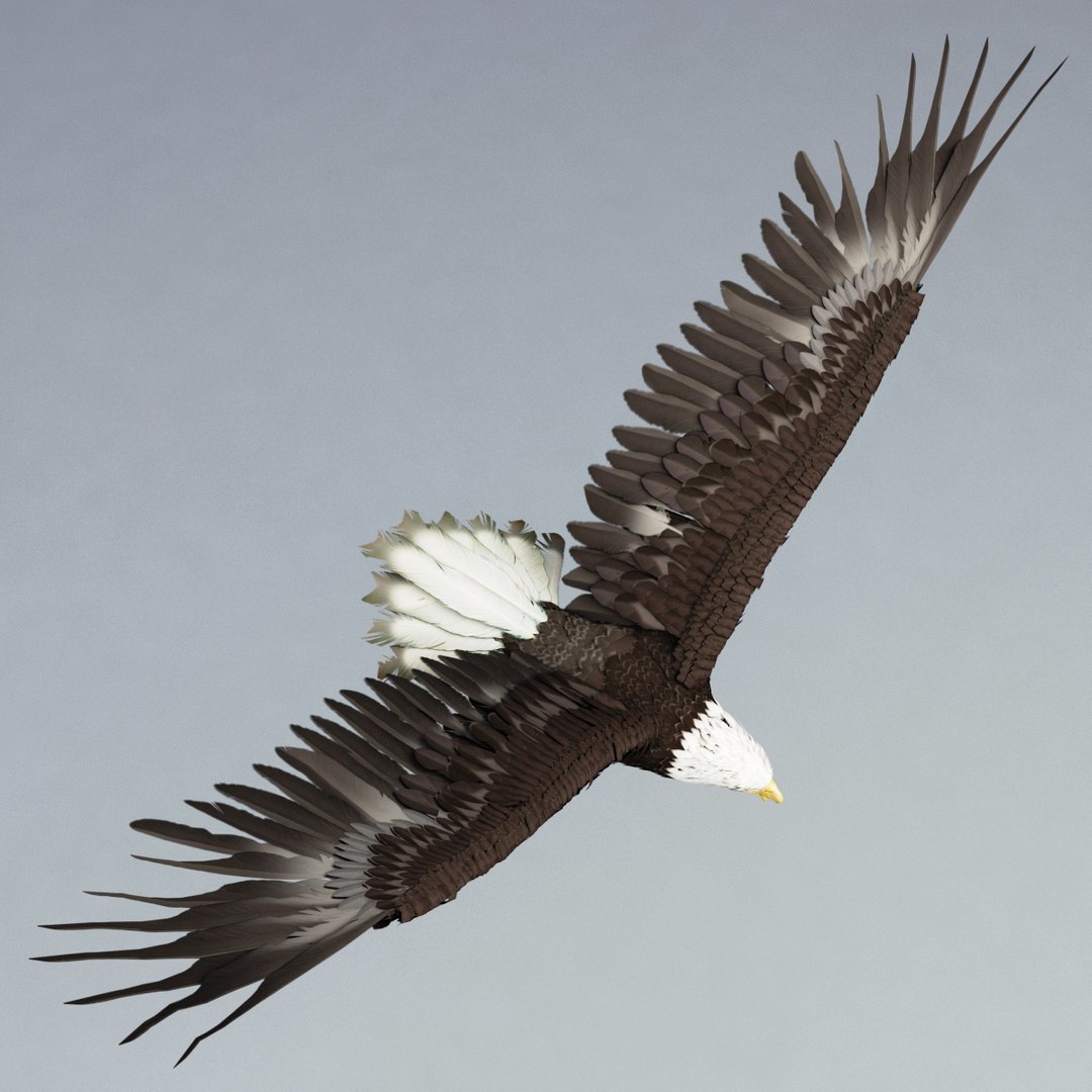 bald eagle rigged max