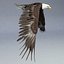 bald eagle rigged max