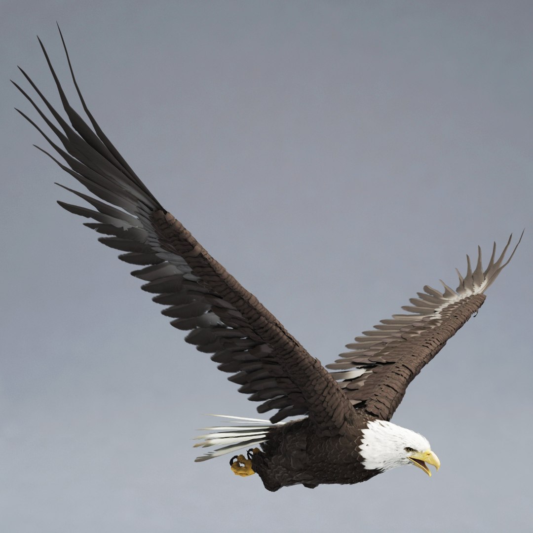 bald eagle rigged max