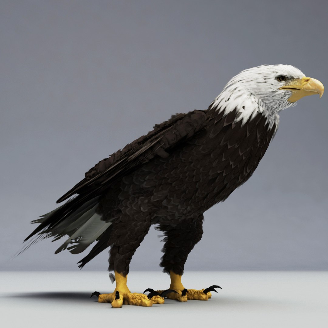 bald eagle rigged max