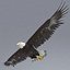 bald eagle rigged max