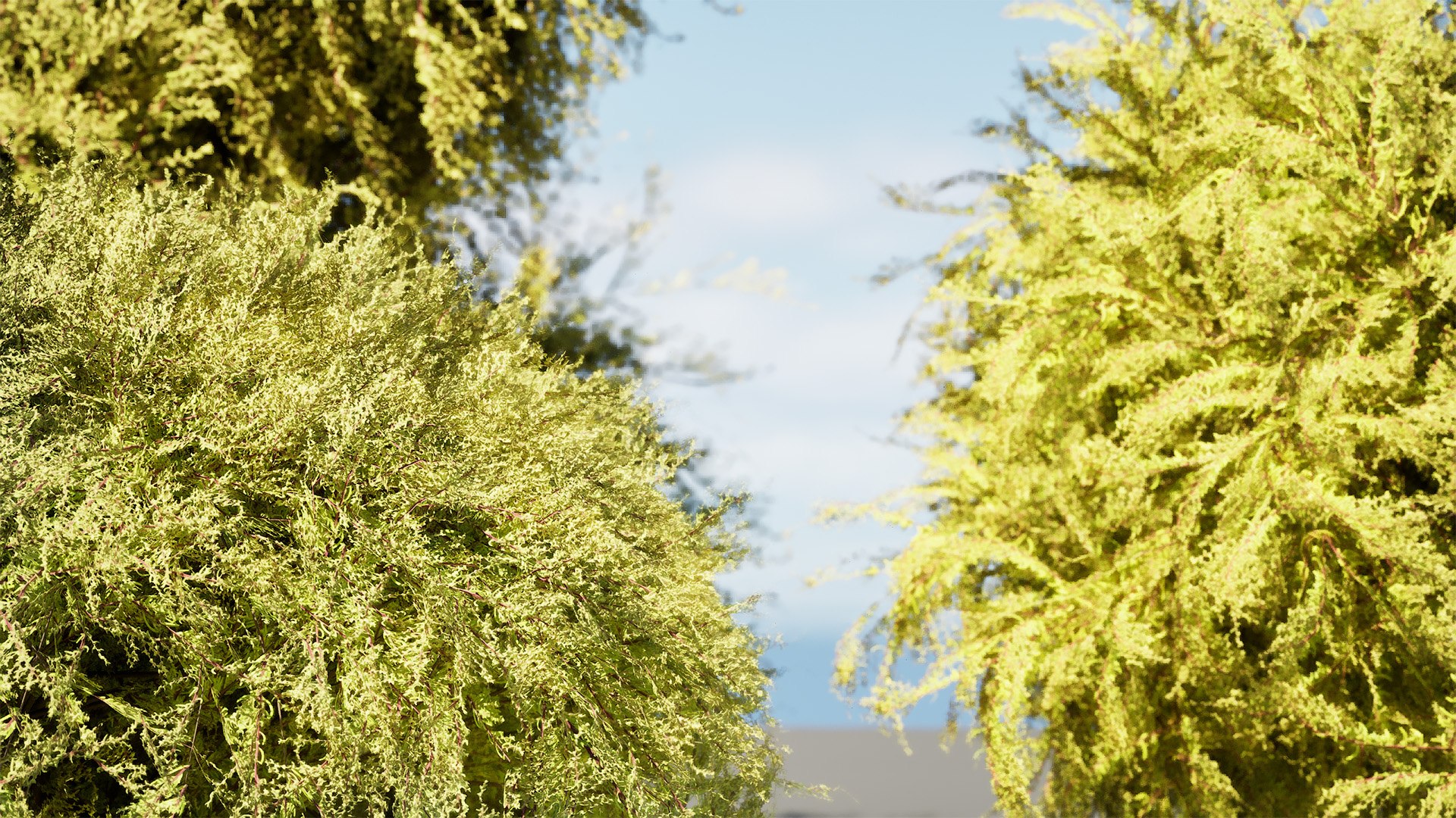 Golden Mop False Cypress Bush With Different Shapes 3D - TurboSquid 2181555