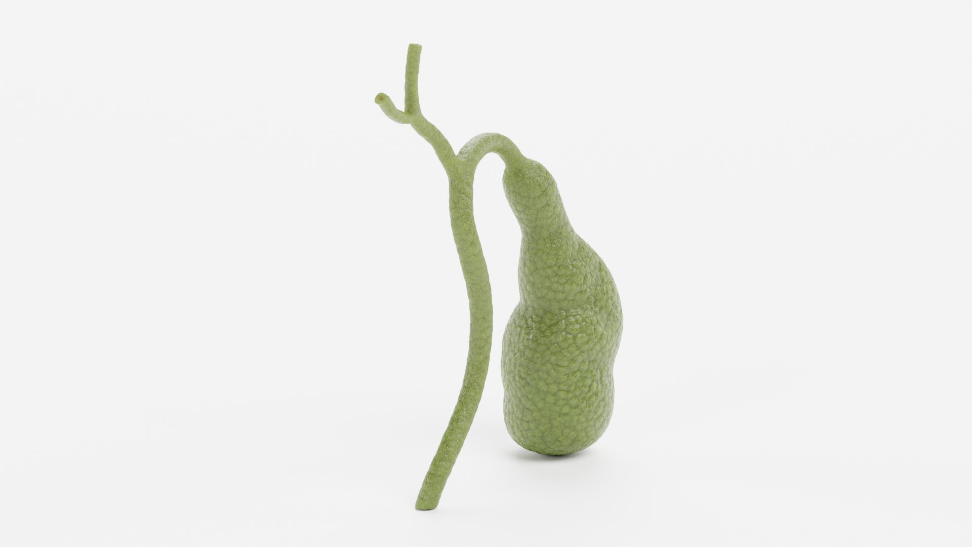 Gallbladder 3D Model - TurboSquid 1755765