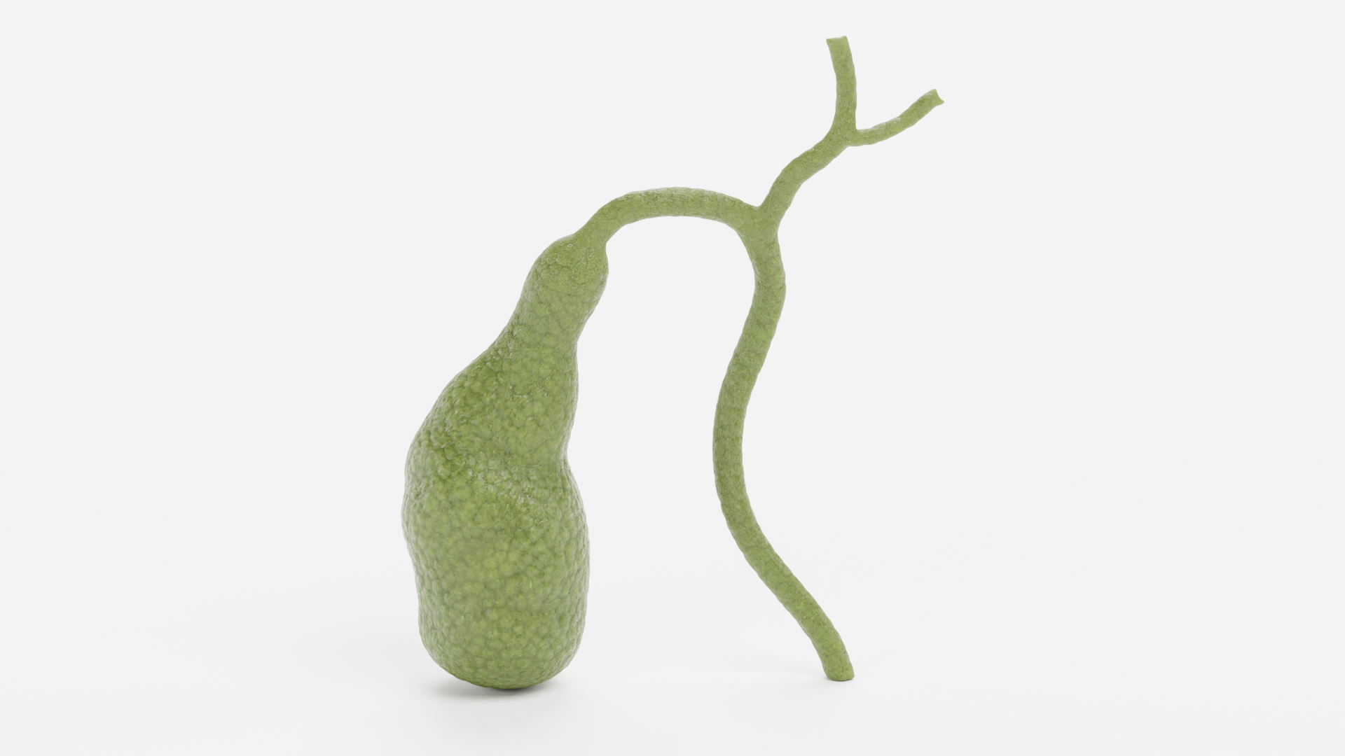 Gallbladder 3D Model - TurboSquid 1755765