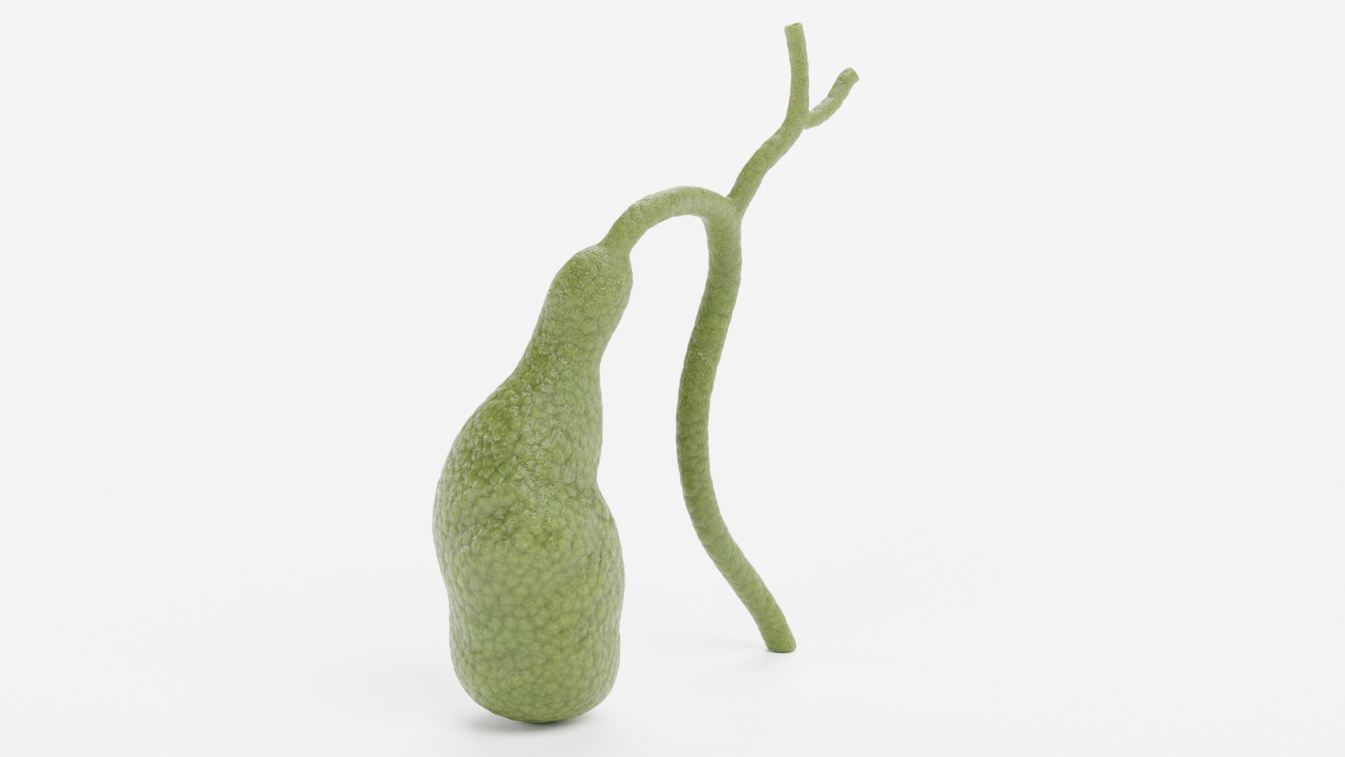 Gallbladder 3D Model - TurboSquid 1755765