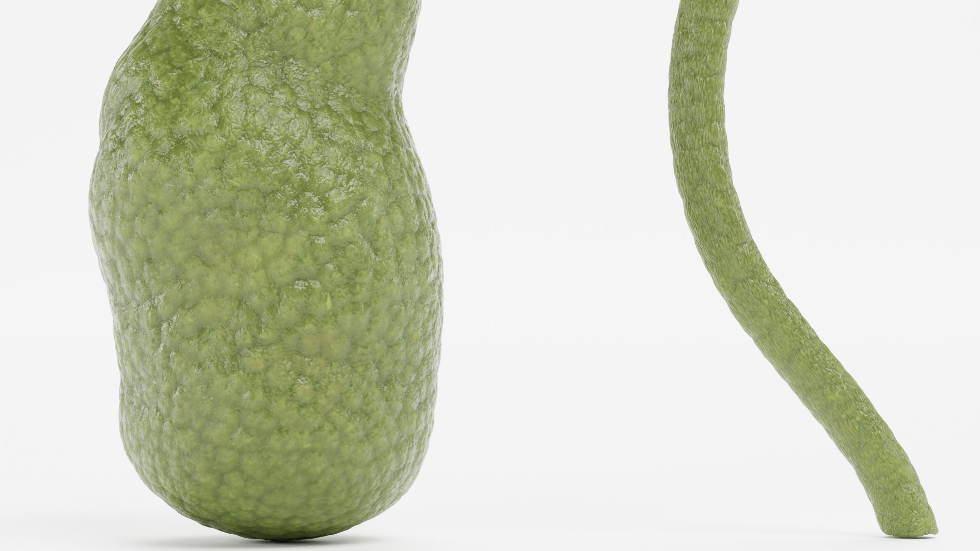 Gallbladder 3D Model - TurboSquid 1755765