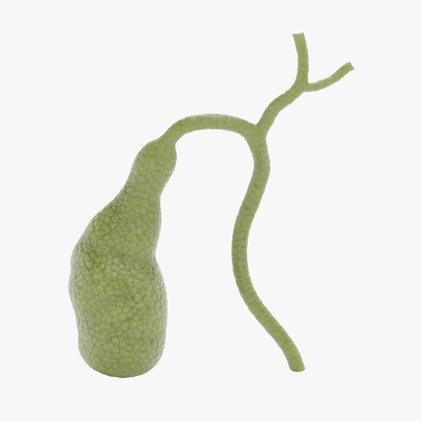 Gallbladder 3D model - TurboSquid 1755765