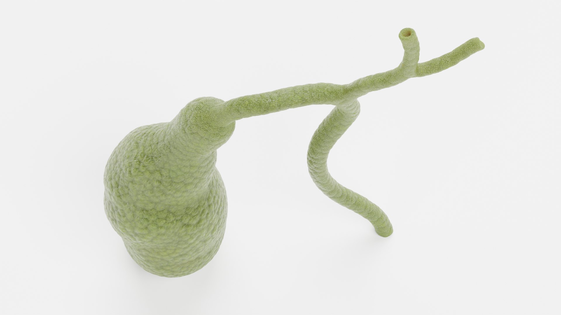 Gallbladder 3D Model - TurboSquid 1755765
