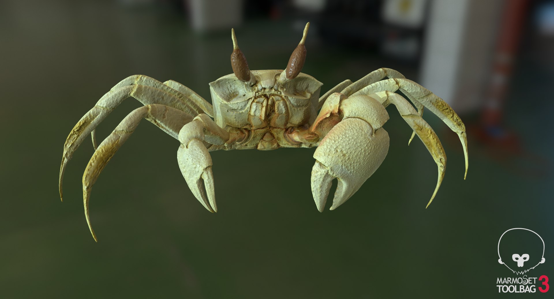 Ghost Crab 3D Model - TurboSquid 1410285