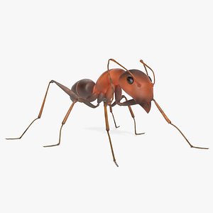 3D Ant Models - Browse & Download Formats - TurboSquid