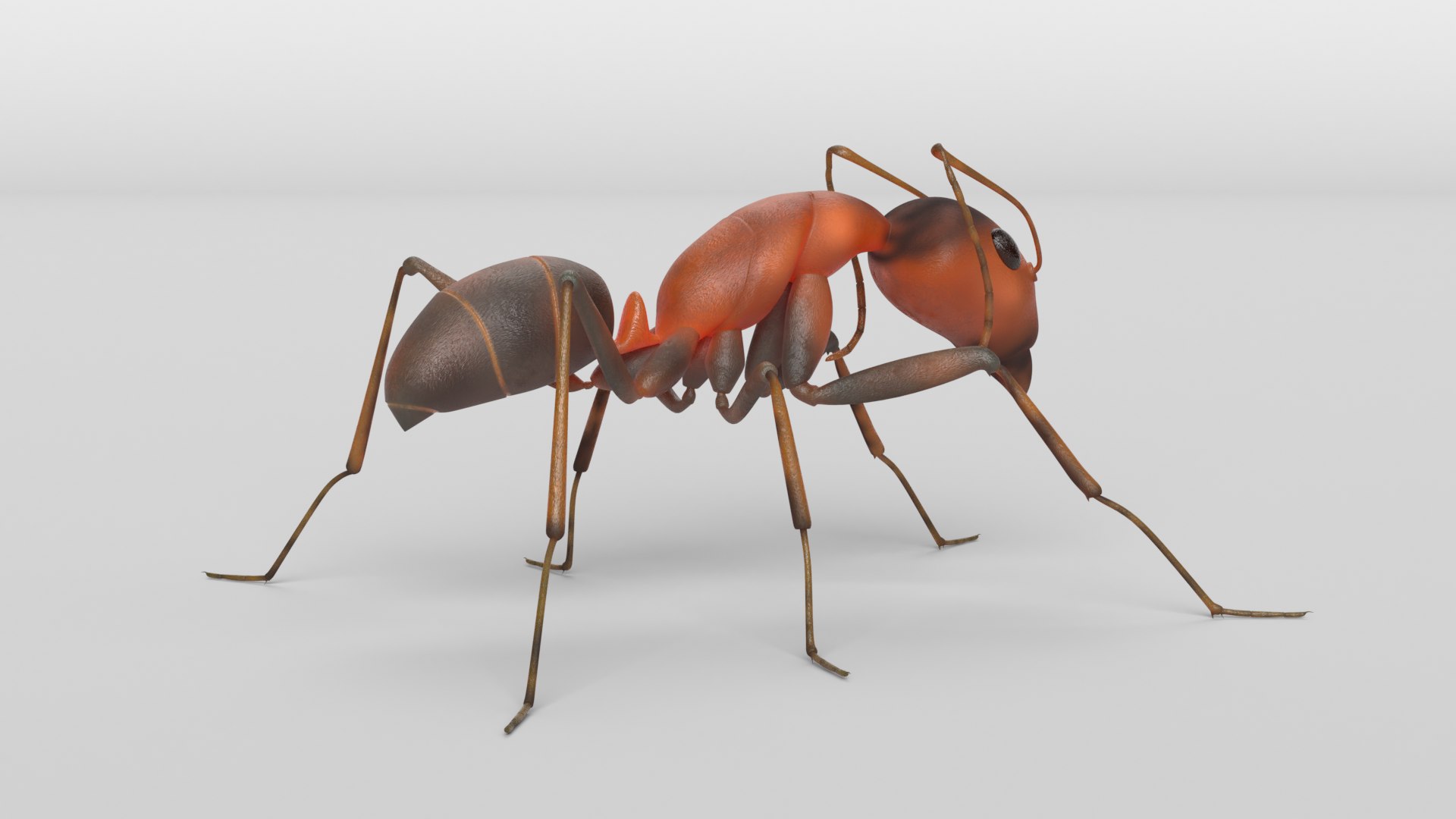 3D Ant - TurboSquid 1722412
