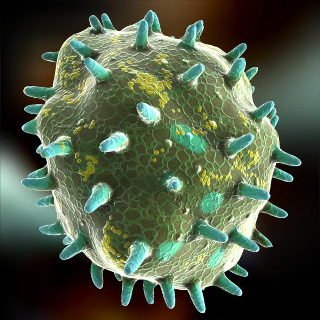 Max Arenavirus