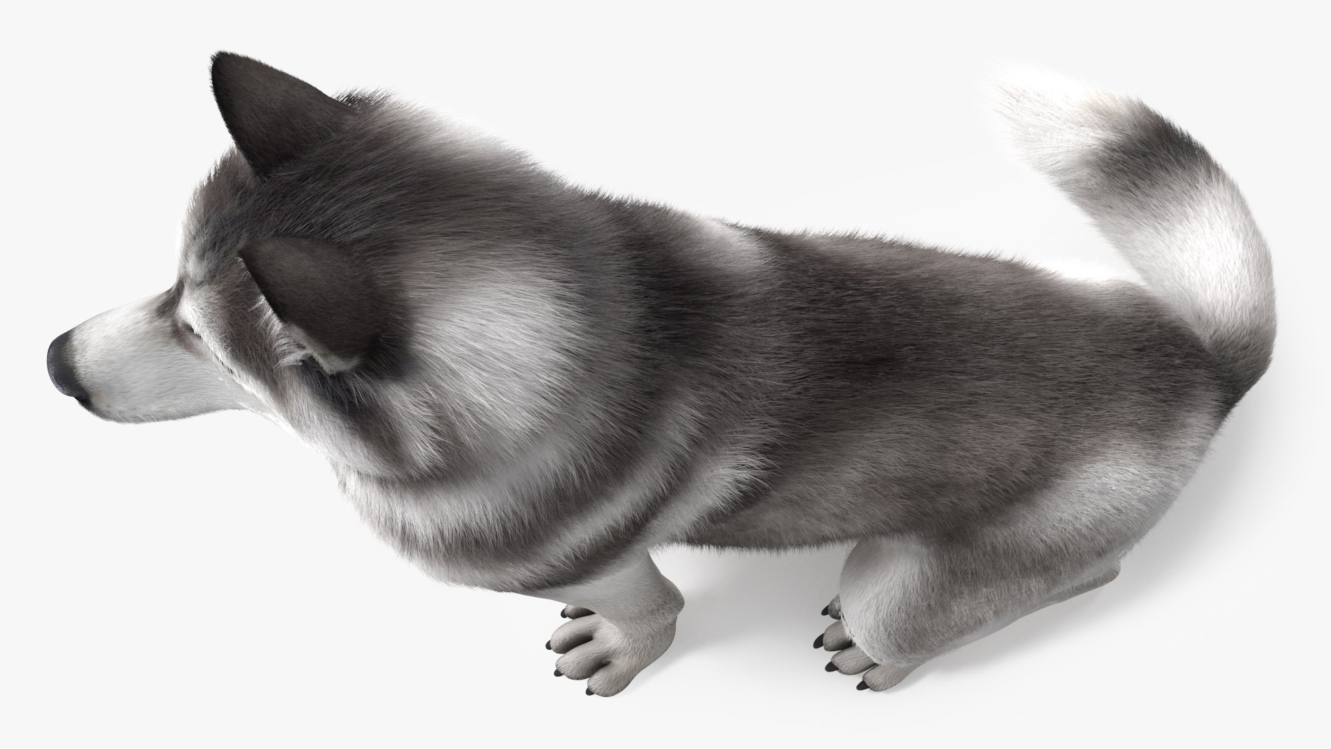 3D Sitting Siberian Husky Gray And White Fur - TurboSquid 1799420